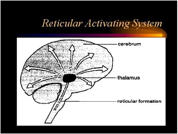 All about the Reticular Activating System